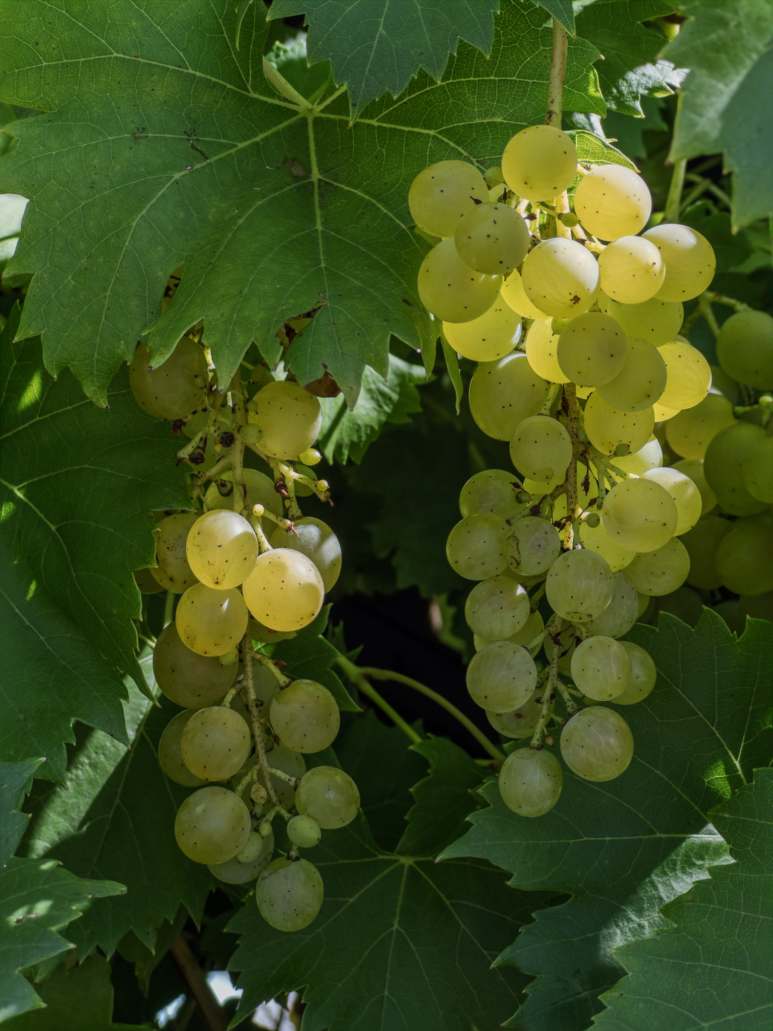 Examples of Adobe Adaptive profile (HDR version) by Florian Kainz, Marc Levoy, and Lars Jebe