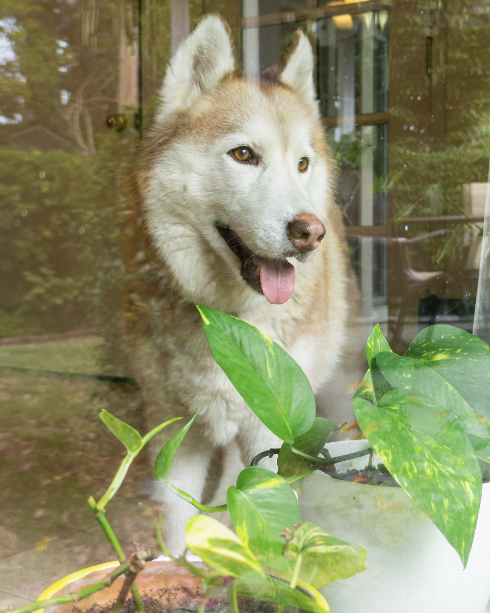 Examples of Adobe Reflection Removal by Marc Levoy, Eric Kee, and Adam Pikielny (with additional ...