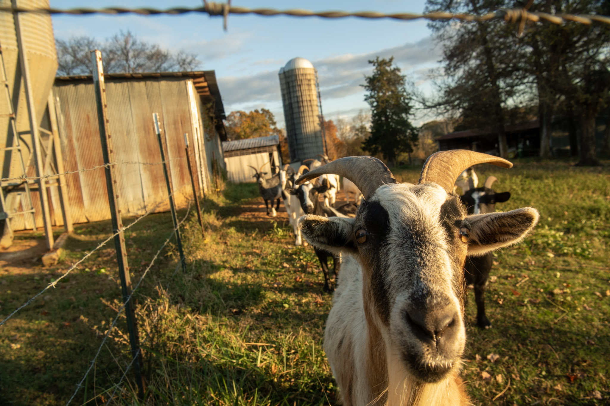 Motorcycle BMW R1250 gsa 2022 sink rd goats pig horse 20221107 by Shane ...