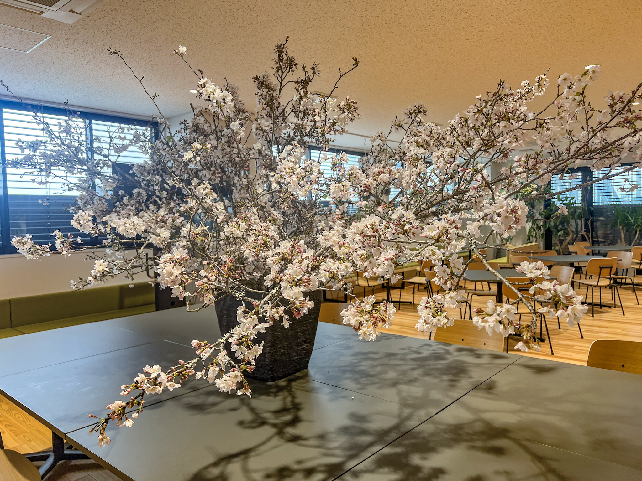 20230331 会社花見・マイケルリン温泉花束