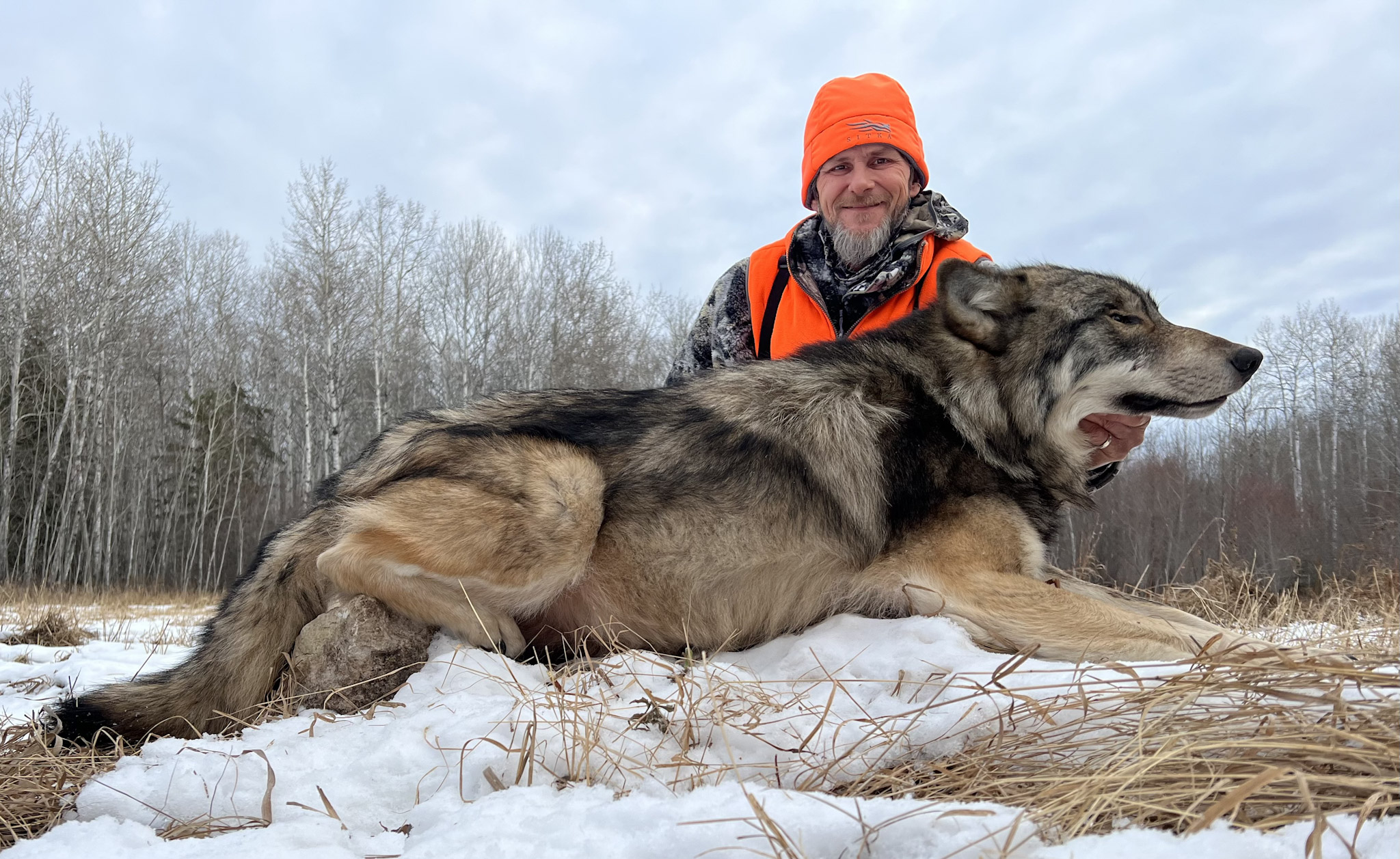 Wolf Trophy Photos 2024 by Canadian Trophy Quest